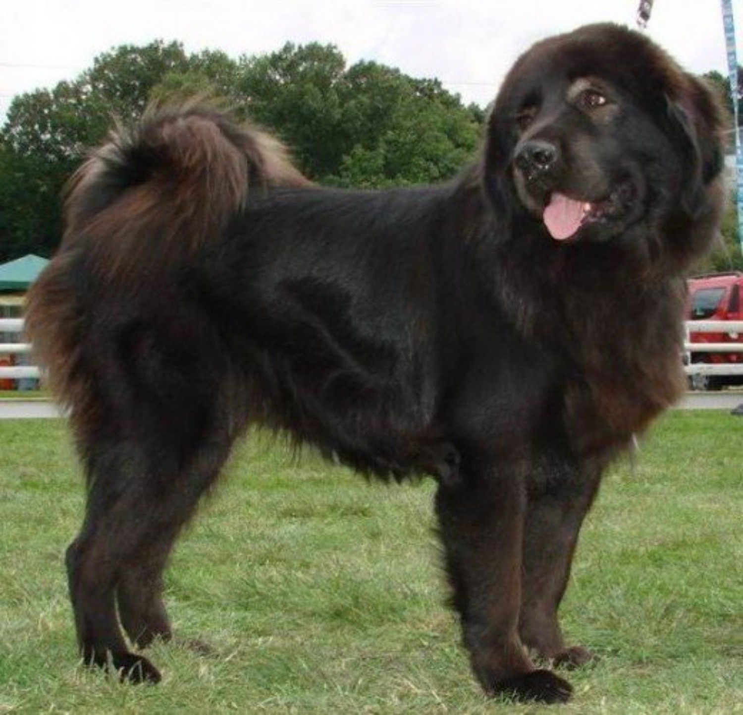 Top 20 Dog Breeds In India: Most Loyal & Intelligent Animals
