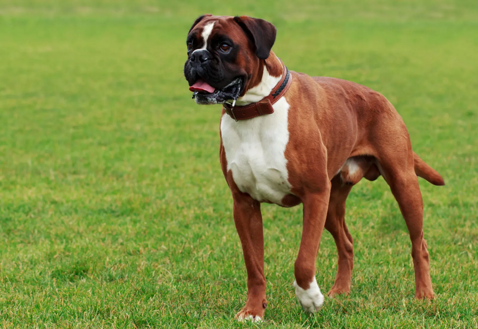 Top 20 Dog Breeds In India: Most Loyal & Intelligent Animals