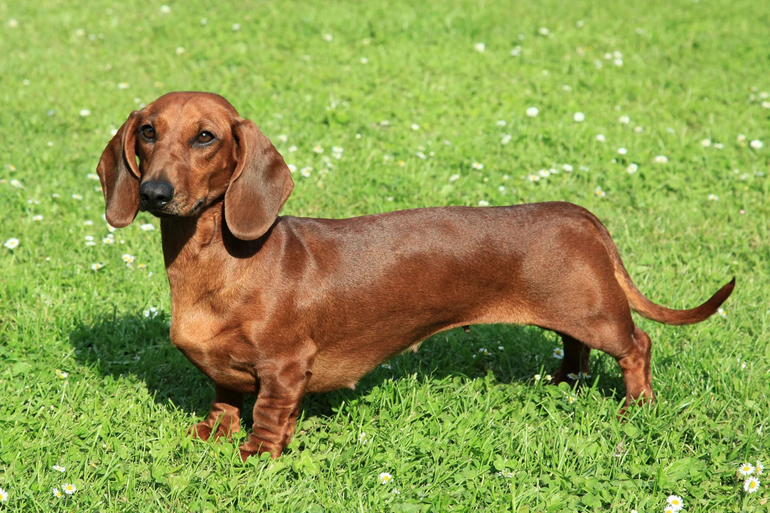Top 20 Dog Breeds In India: Most Loyal & Intelligent Animals