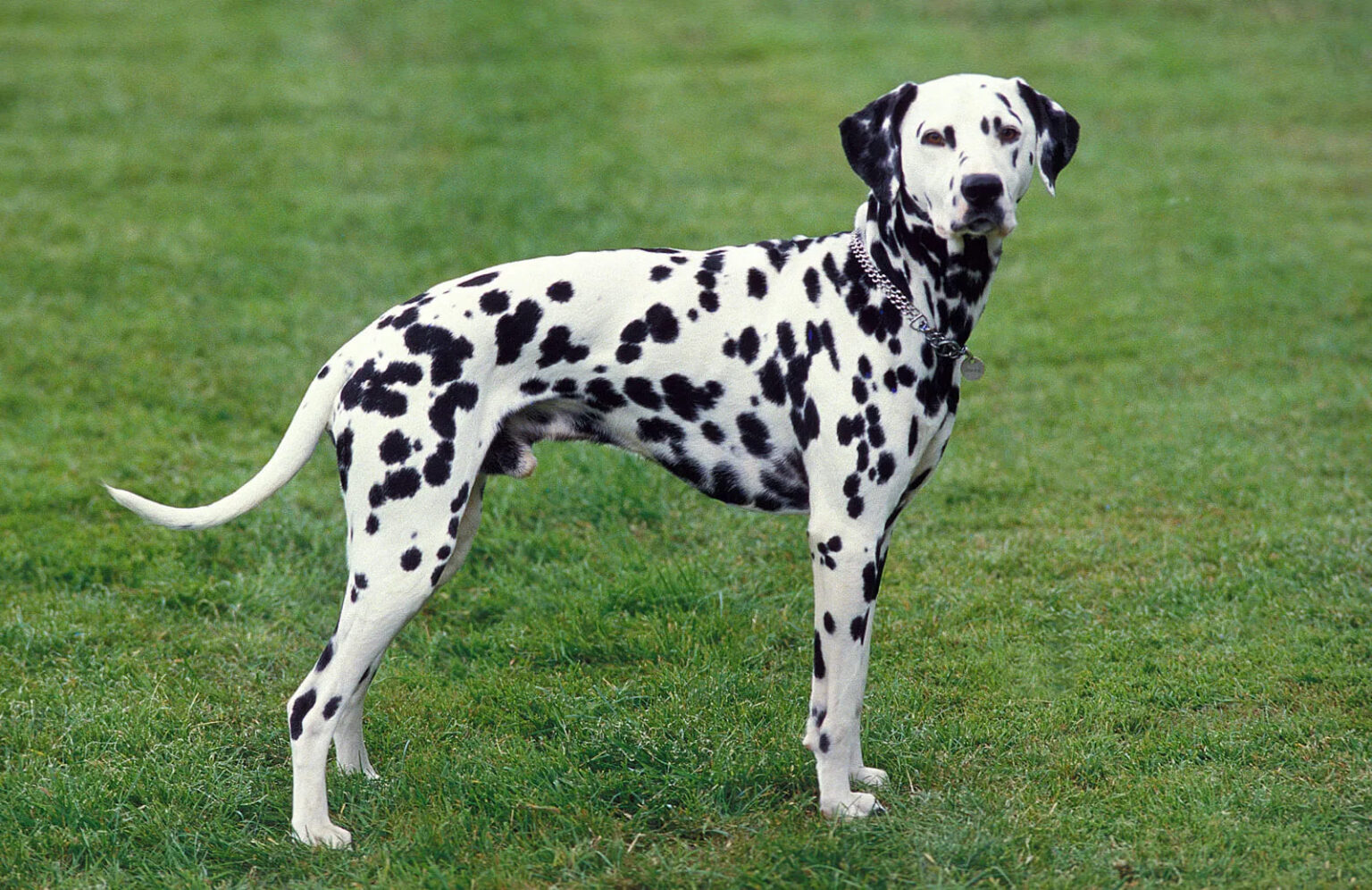 Top 20 Dog Breeds In India: Most Loyal & Intelligent Animals