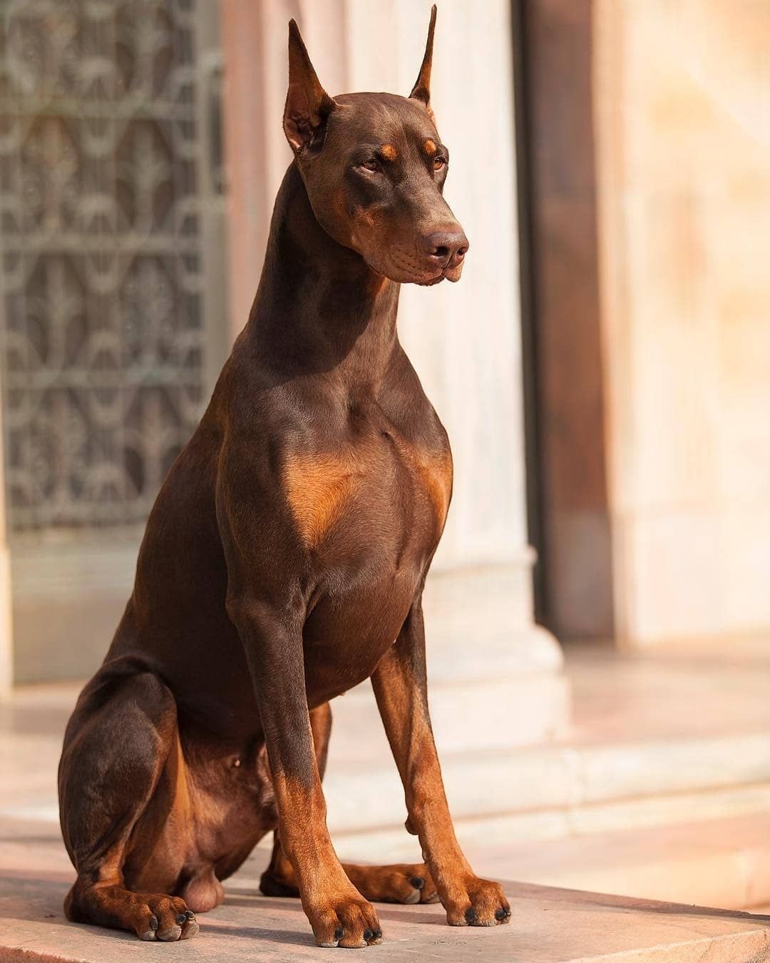 Top 20 Dog Breeds In India: Most Loyal & Intelligent Animals