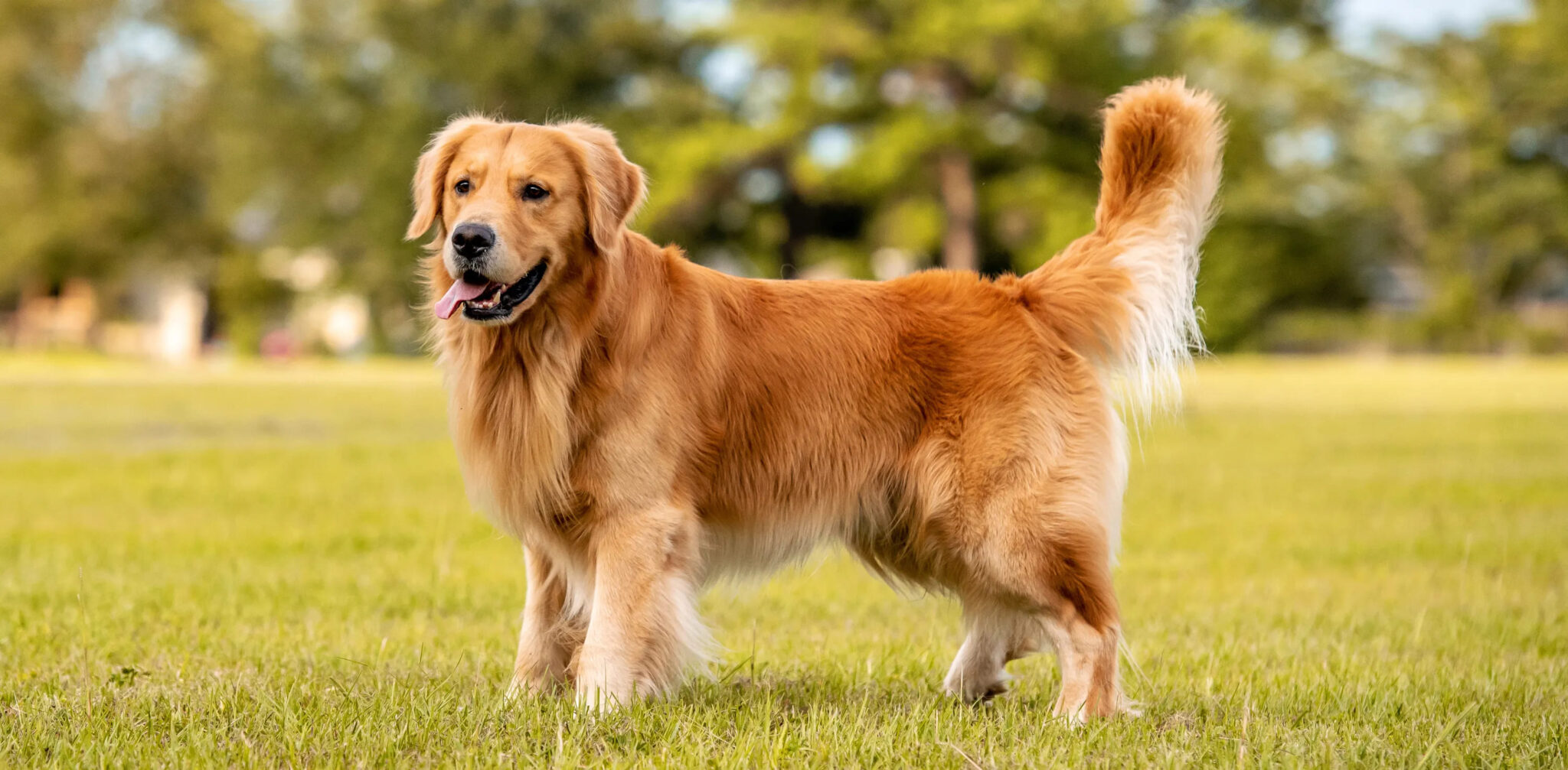 Top 20 Dog Breeds In India: Most Loyal & Intelligent Animals