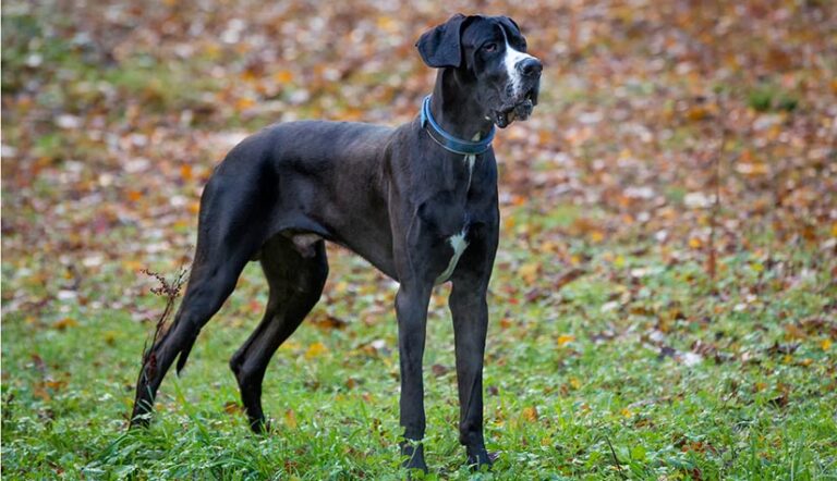 Top 20 Dog Breeds In India: Most Loyal & Intelligent Animals