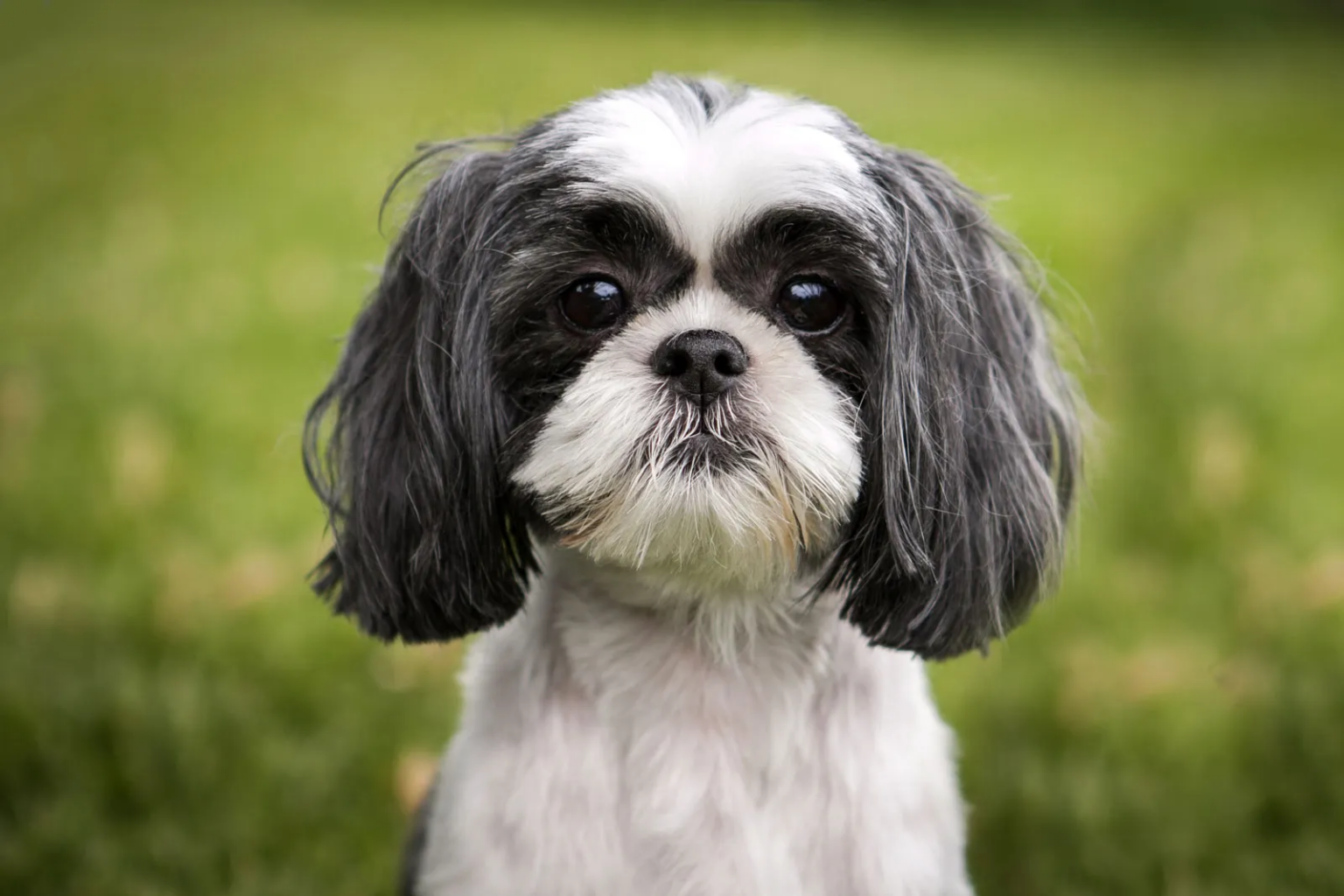 Top 20 Dog Breeds In India: Most Loyal & Intelligent Animals