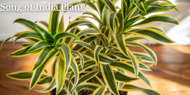 Top 20 Indoor Plants in India To Keep Your Home Fresh