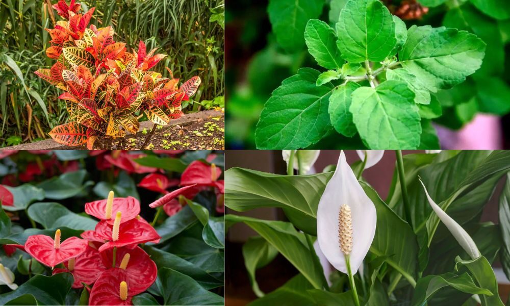 Top 20 Indoor Plants in India To Keep Your Home Fresh