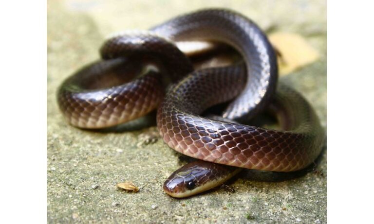 Top 20 Deadly Snakes In India - Best20.in