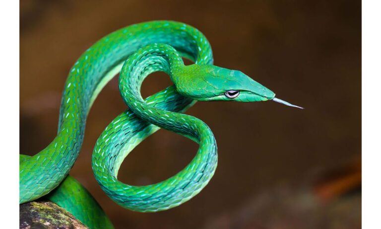 Top 20 Deadly Snakes In India - Best20.in